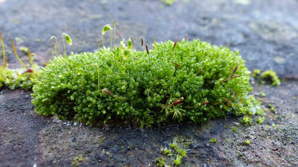 REMOVING ALGAE FROM STONE & TILES - ECOPROTEC